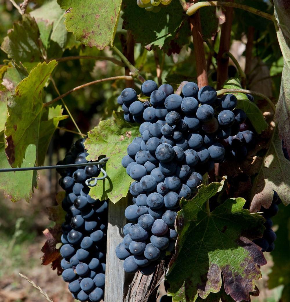 Rosati - Aglianico – Vinai del Borgo